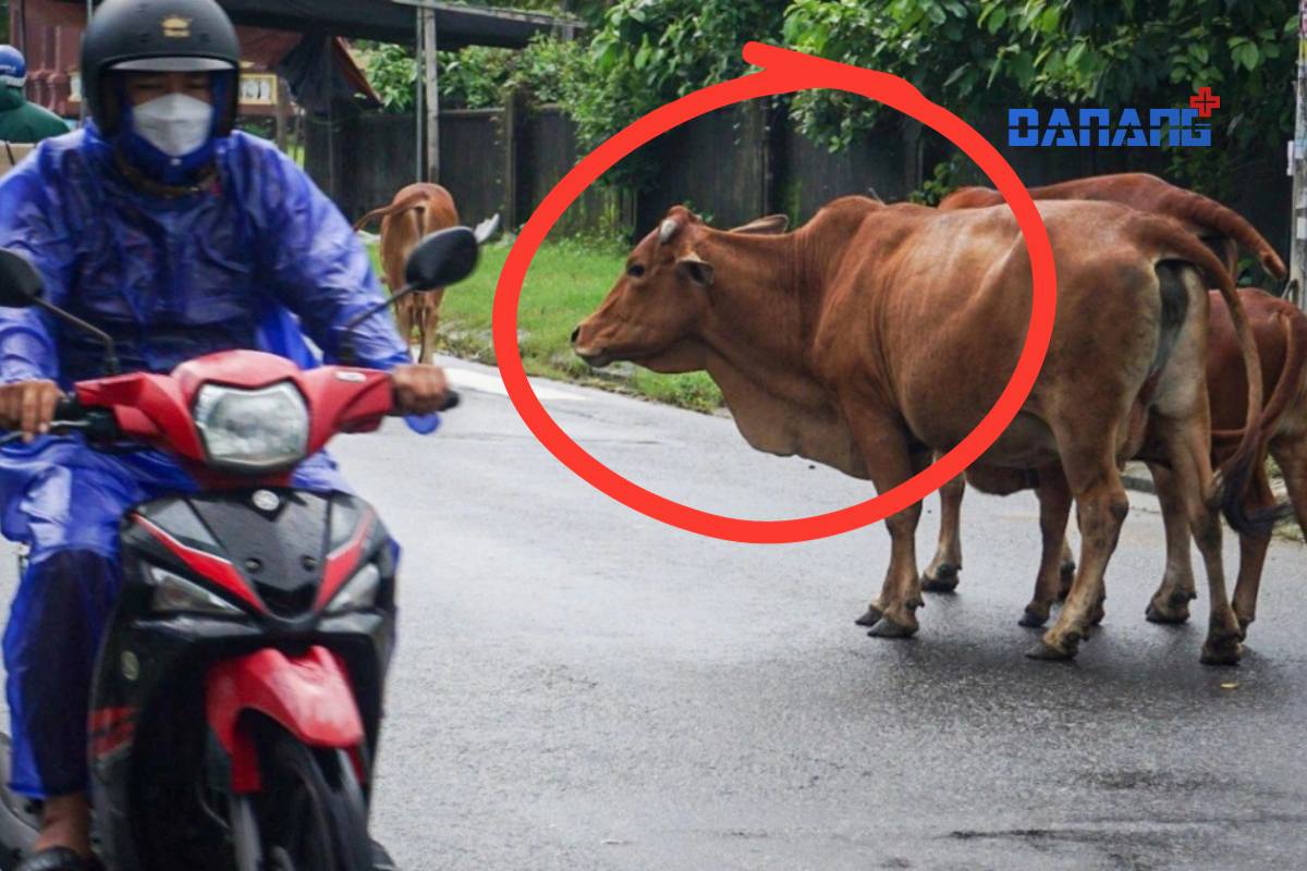 Đà Nẵng: Tạm giữ bò thả rông trong đô thị